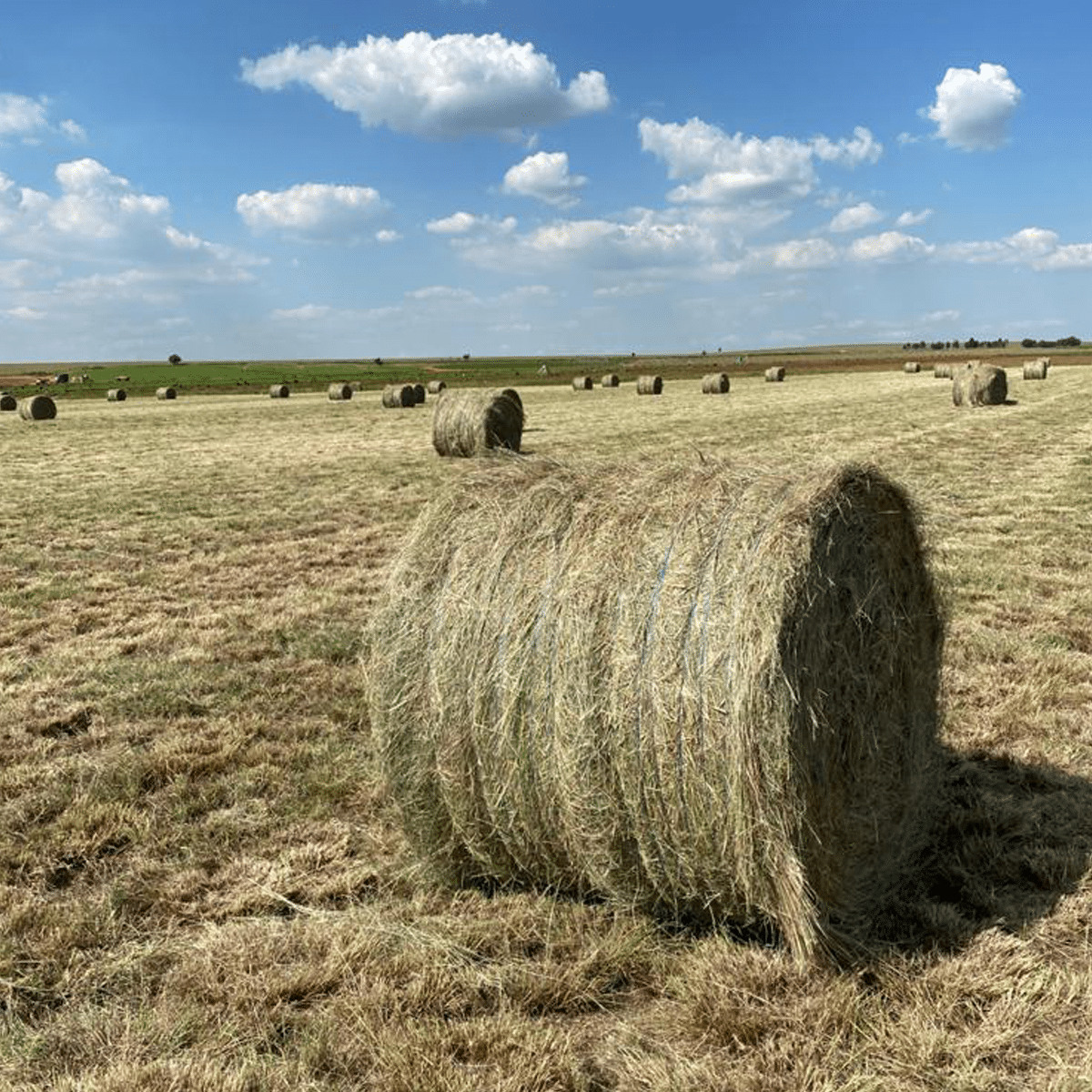 ALFF | Products and Services