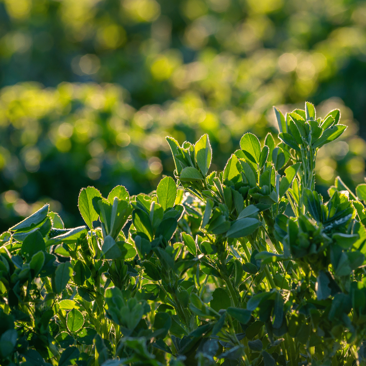 ALFF – Quality Products – From farm to feed