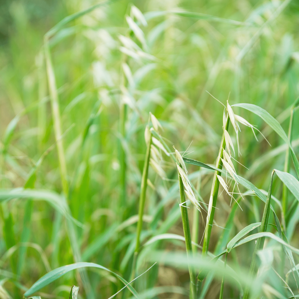 ALFF – Quality Products – From farm to feed