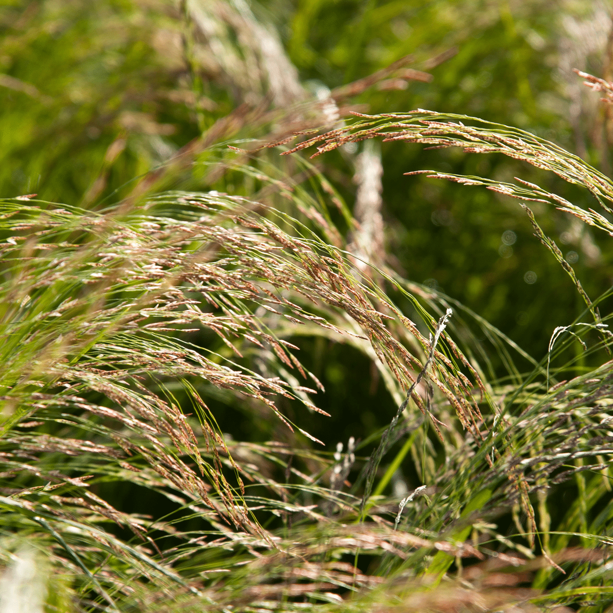 ALFF – Quality Products – From farm to feed